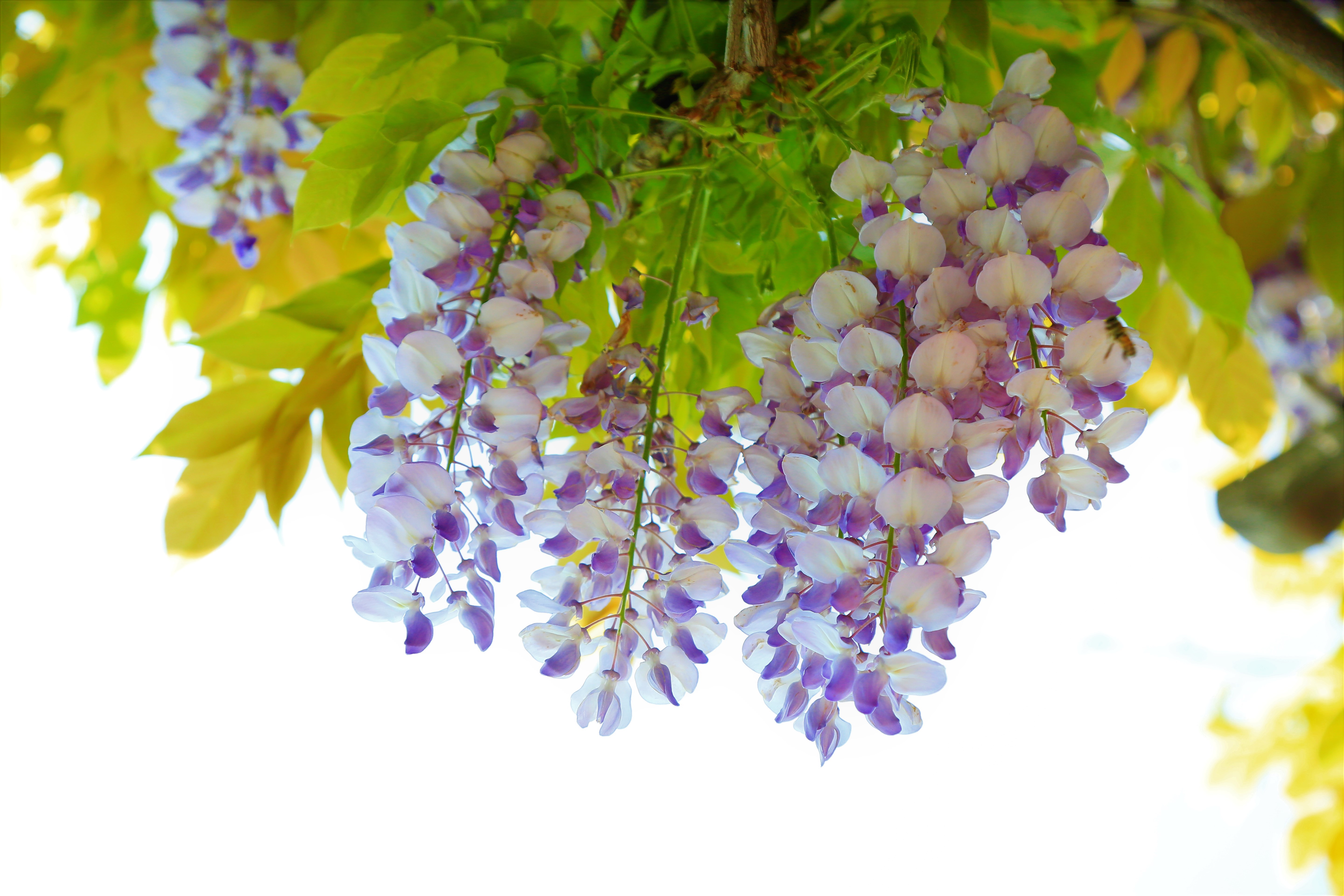 National Association of Miniature Enthusiasts – Region N-2